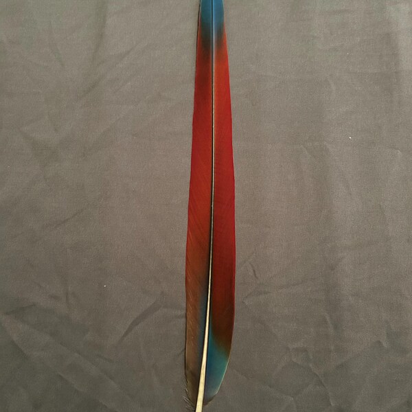 Macaw Feather / Parrot Feather / Green Feather / Small Feathers ...