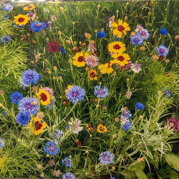 Florida Keys Schiffswrack Segelboot Wandkunst (Leinwand, Metall, Acryl ...