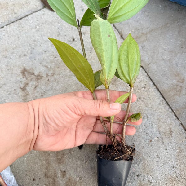Royal Intenz Magnifica Medinilla Plant~~live Well Rooted Starter Plant ...