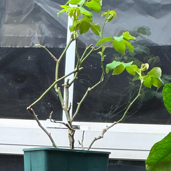 Chinese Julie. Climbing Rose Hanxian 涵仙，cut Rose. Highly Recommended ...
