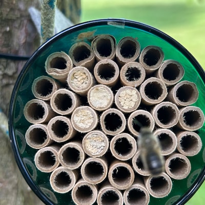 Native Bee Bottle Pollinator House Leafcutter and Mason Bees Bee House ...