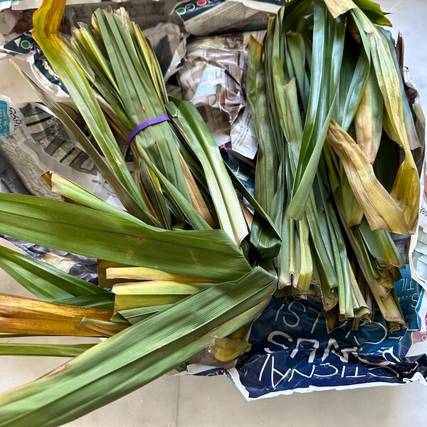 15-100 Sugar Apple Seeds, Tropical Organic Seeds, Exotic Fruit, Easy to ...