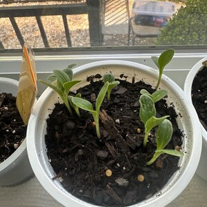 20 Yellow Sunflower Seeds Plants Garden Plants Rare Flower Colorful - Etsy