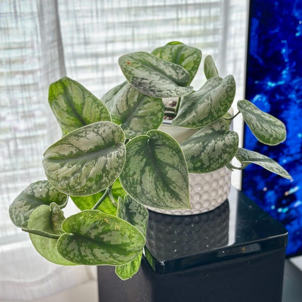 Hoya Mathilde Splash | Live Indoor & Outdoor Tropical House Plant ...