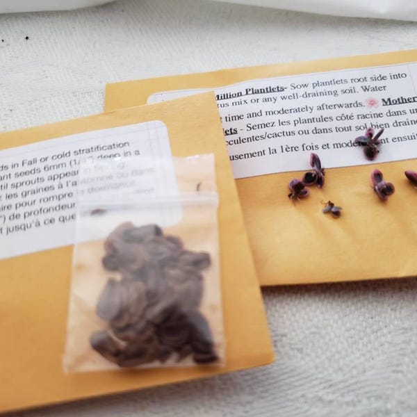 DOUBLE BUTTERFLY SNAPDRAGON Flower Seeds - Bronze Antirrhinum Rare Snap ...