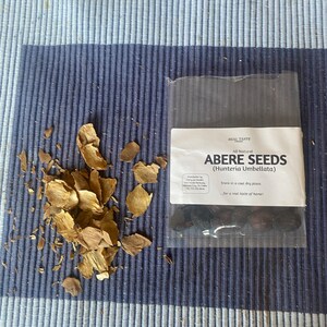 Goron Tula/snot Apple/tree Hibiscus/thespesia/silky Kola - Etsy