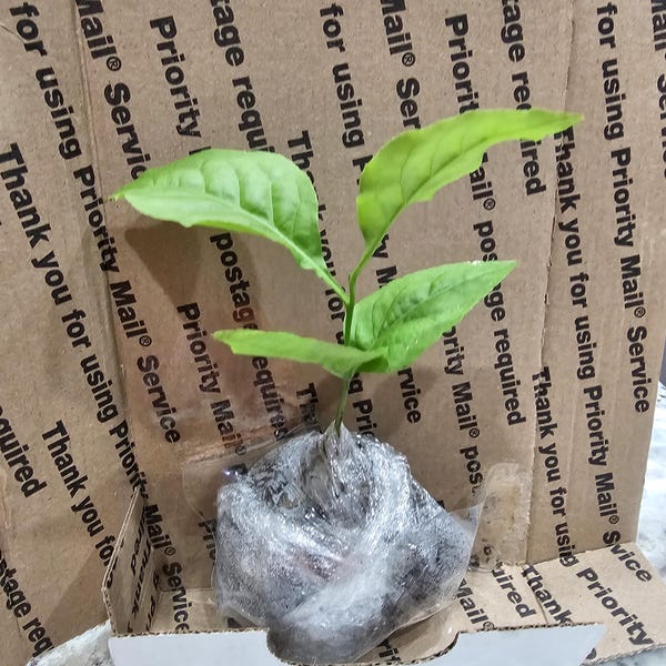 Dried Beal Patra Bel Leaves,bael Fruit Leaves,dried Bael Leaves Tea, 30 ...