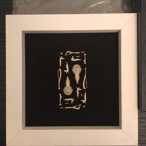 Real Mole Bone Displays. Bone Display. Mounted Mole Bones. | Etsy UK