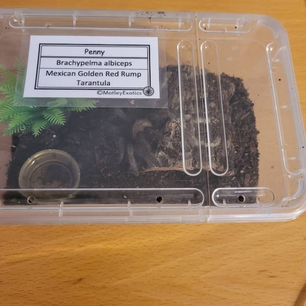 Small Terrarium Label Laminated Enclosure Label Exotic Pet Informative ...