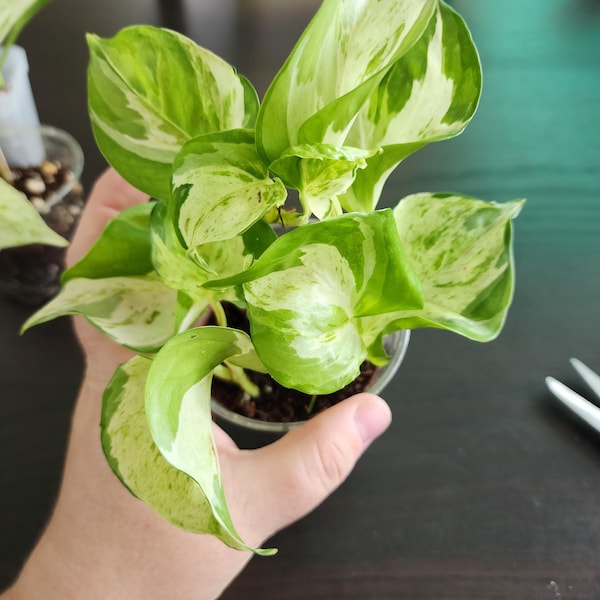 Potho Manjula High Viraigation Rare, Cuttings & Established Plants - Etsy