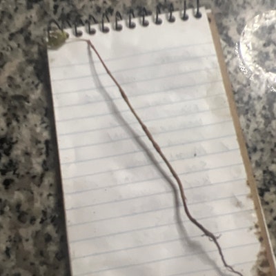 Double Pink Althea rose of Sharon 4 Cuttings to Root - Etsy