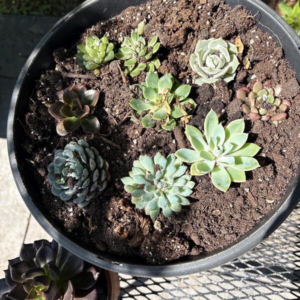 12 Succulents-sets - Etsy
