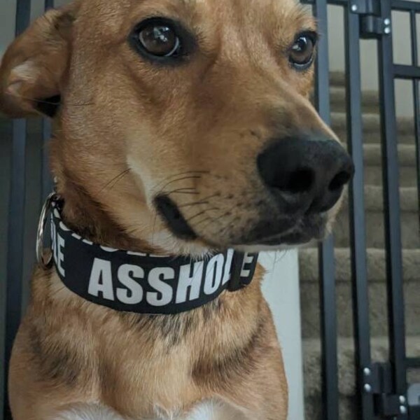 Dog Collar/fresh Out of Fus Dog Collar/ Flower Dog Collar/ Cussing Dog ...
