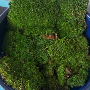 Live Frog Moss Mood Moss Pads Dicranum for Terrarium or - Etsy