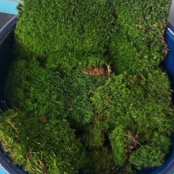 Live Wooly Boulder Forked Moss (dicranum Fulvum) for Terrarium, Garden ...