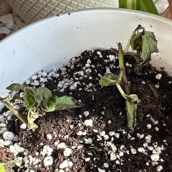 2 Childhood Sweetheart Lenten Roses Rare Flowering Perennial Live Plant ...