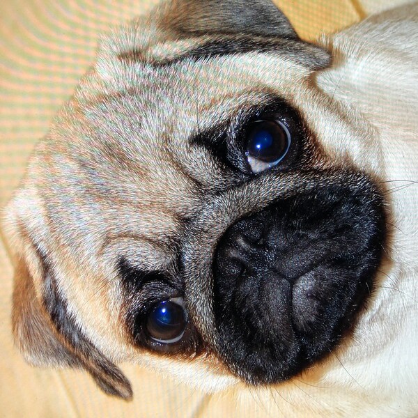 Crochet Potato Pug Dog Chenille Yarn Pug Puppy Amigurumi Plushie Angel ...