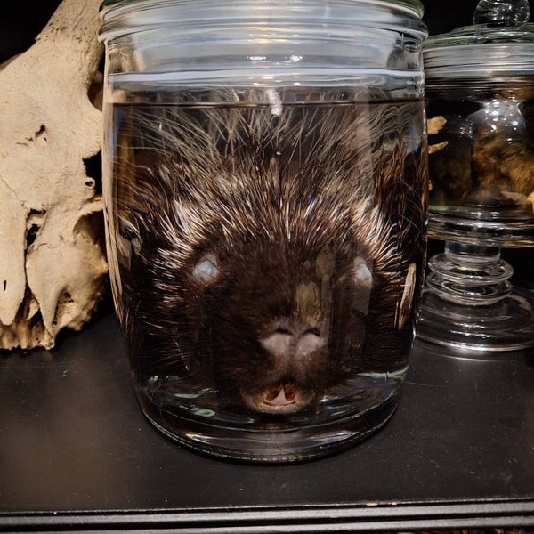 Porcupine Quills in a Vial/125 Pack/curio Vial/glass Vial/mystery Box ...