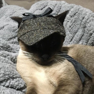 Ready to Ship. Halloween Classic Cat Hat. Cap for Cats and - Etsy