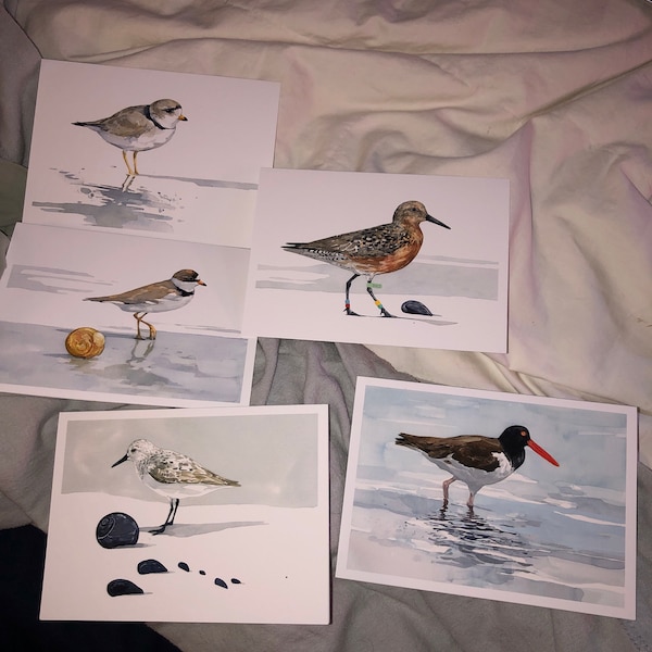 Shorebird Beach Card Set Mixed Bird Art Stationery Gift Set - Etsy