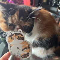 Durian Grumpy Cat Pin // Mangosteen Grumpy Cat Pin // Silly - Etsy ...