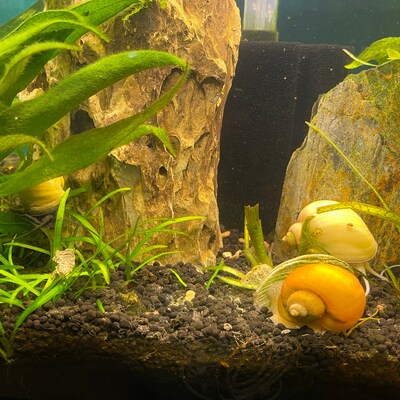 Super Snello 8oz, Aquatic Snail Food, Dehydrated, Snail Jello, Mystery ...