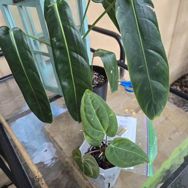 Rare Anthurium Forgetti Hybrid: Collector's Aroid - Etsy