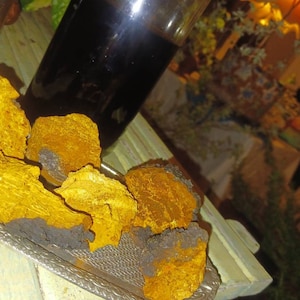 Chaga Mushroom Chunks 1lb Wild-foraged Naturally Dried Maine Chaga ...