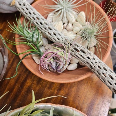 Neglecta Mini Air Plants Tillandsia, Air Plant, Indoor Plant, House ...