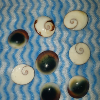 Shiva Seashells-green Cat Eye Shells-seashells for Crafting-seashells ...