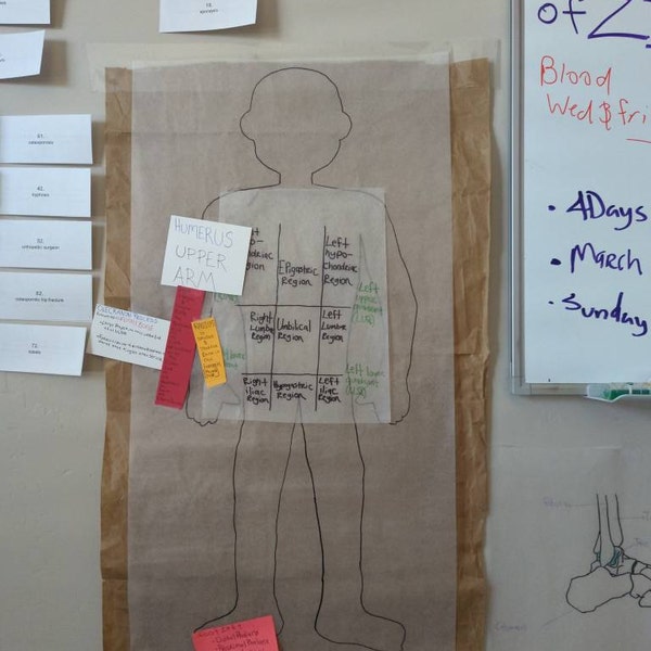 Human Anatomy Play Set | Felt Body Organs SVG | Felt Board Skeleton SVG ...