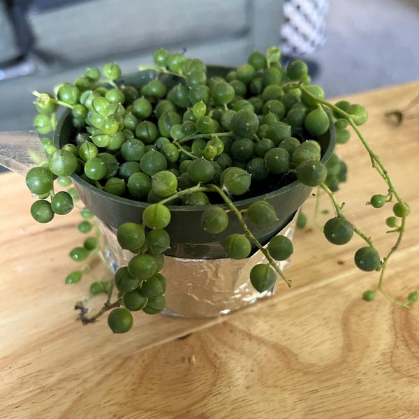 String of Peas, String of Pearls, String of Beads, Senecio Rowleyanus ...