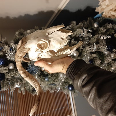 Bones Mystery Box , Curiosity Mystery Box , Vulture Culture Oddity Box ...