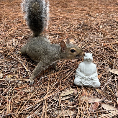Cement Squirrel Statue. Outdoor or Indoor. Small Meditating Buddha Yoga ...
