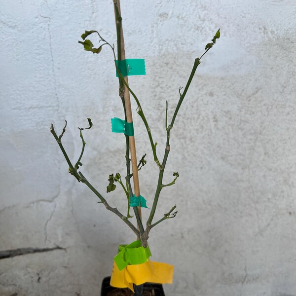 MEYER LEMON TREE (valley Lemon) - Texas Grown - Certified Nursery ...