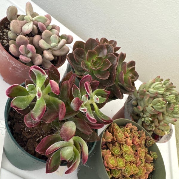 Rare Echeveria Pulvinata "ruby", Ruby Blush Succulent, Echeveria Red ...