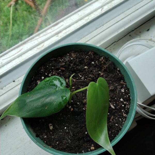 Rare Pothos Cuttings Mix- Marble Pothos / Heart Leaf Philodendron ...