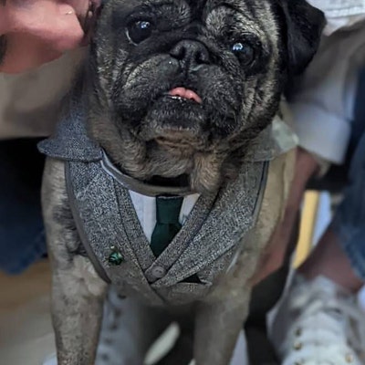 Small Dog Tuxedo/suit Wedding Harness. Dog Suit. Pug/frenchie. Bespoke ...