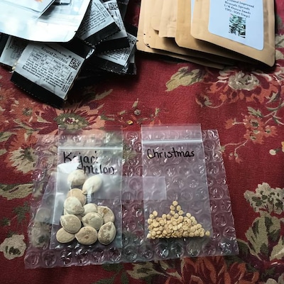 20 Purple Japanese Maple Tree Bonsai Seeds Heirloom Rare Colorful Lawn ...