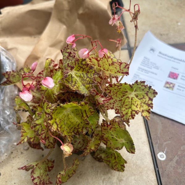 Rhizomatous Begonia 'starburst' - Etsy