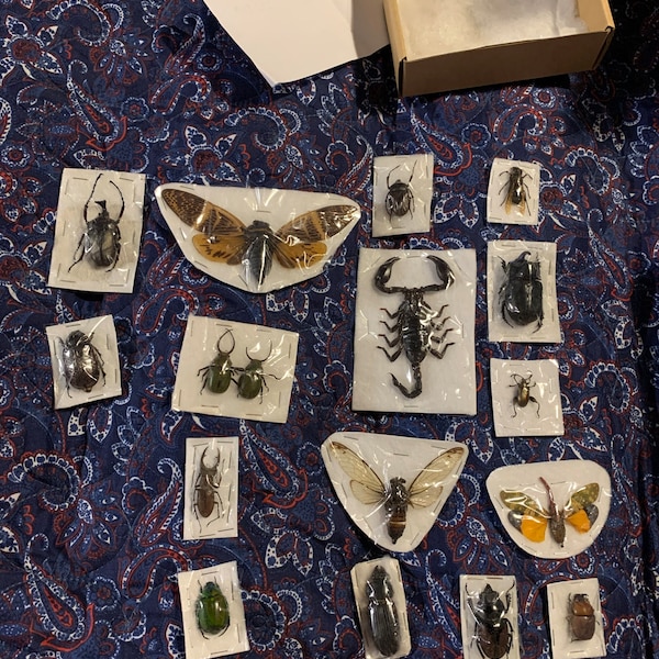 15 Real Assorted Beetles Bees Cicada Scorpion Butterfly Preserved ...