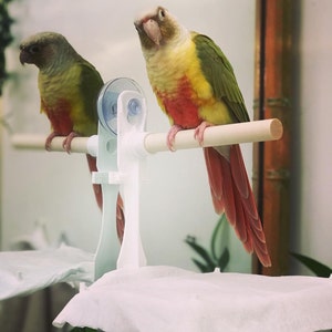 Bird Perch T Shape Stand. Wooden Bird Cage Perch Attachment | Etsy