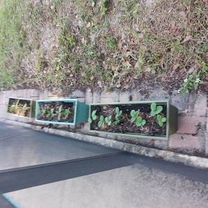 Golden-raspberry-plant-anne-non-gmo-buy-3-get-1 - Etsy