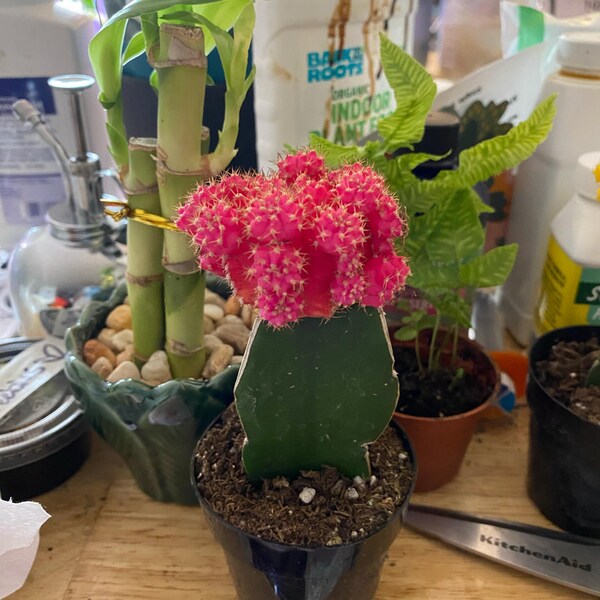 Fire Stick Cactus | 6 Inch | Sticks on Fire Cactus | Tirucalli | Live ...