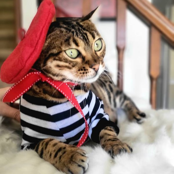 Complete French Cat Outfit- Cat Beret, Ascot and Striped Shirt Pet ...