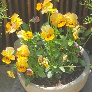 Cup and Saucer Planter - Detailed Unique Handmade Stone Garden Ornament ...