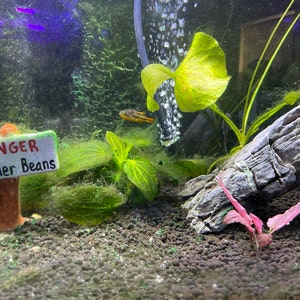 1 Pink Flamingo Crypt Plant Live Aquarium Plants Free S/h Live Aquatic ...