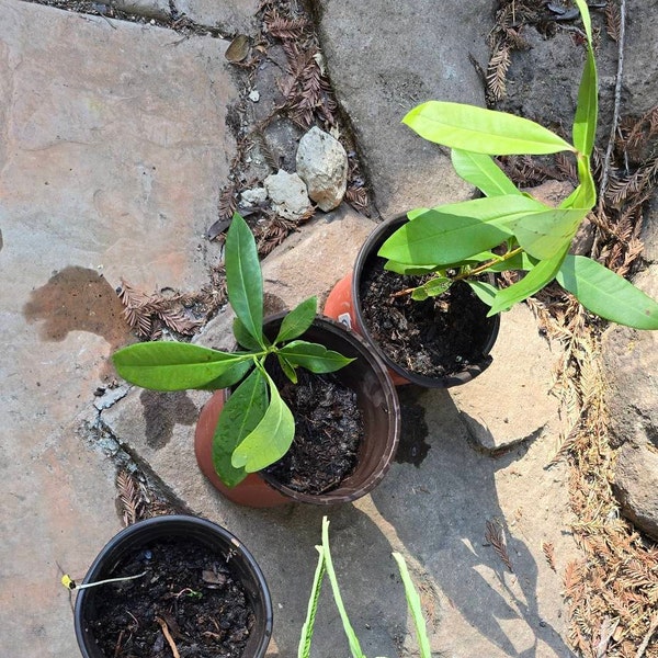 Parijat/coral Jasmine/harshringar/night Jasmine/shewali/shiuli | Plant ...