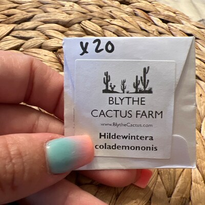 Hildewintera Colademononis Monkey Tail Cactus Seeds Grown in the ...