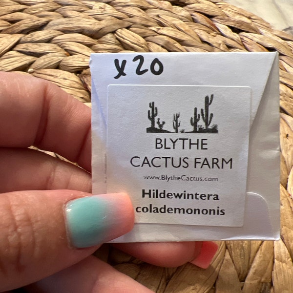 Hildewintera Colademononis - Monkey Tail Cactus Seeds - Grown in the ...